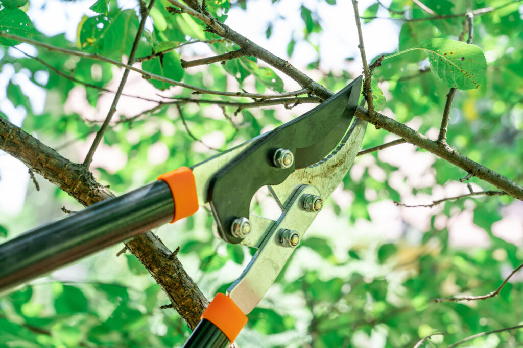 Tree Trimming & Removal - Michel's Landscaping