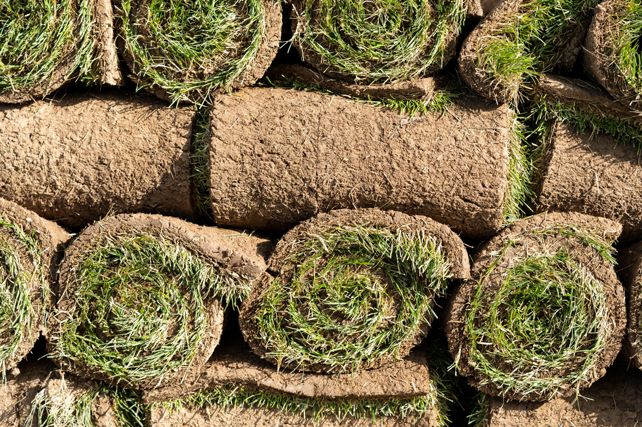 The 2026 Guide to Choosing the Best Sod for Your Florida Property ...