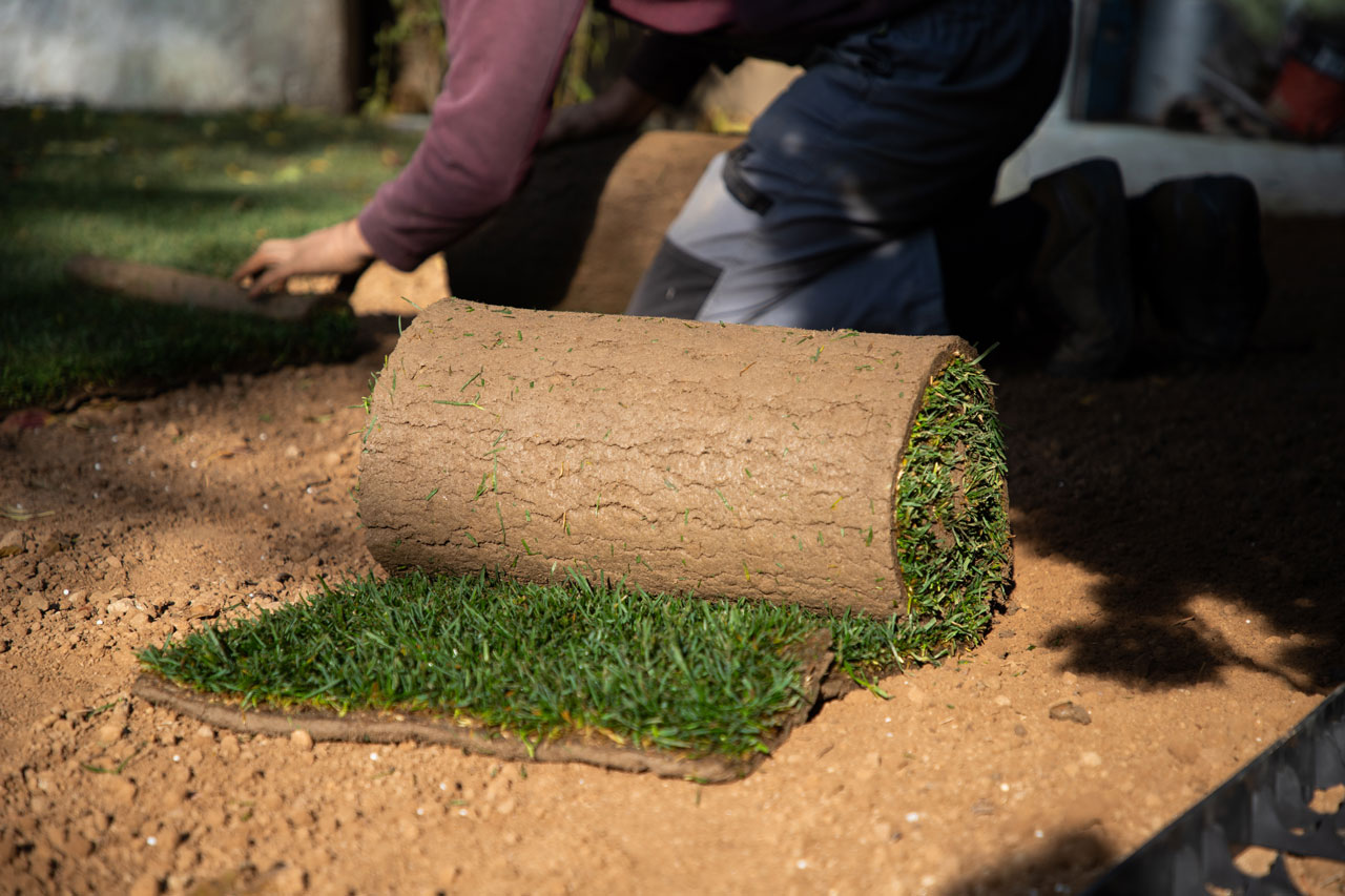 The 2026 Guide to Choosing the Best Sod for Your Florida Property ...